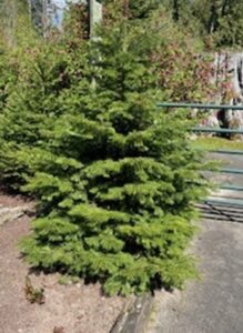Grand Fir | PLC